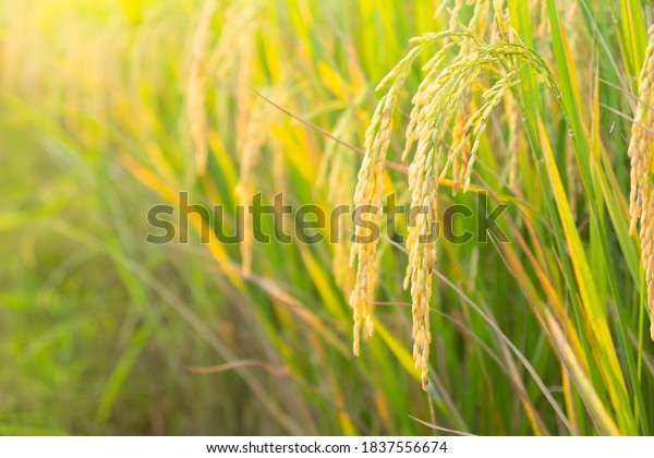 Rice Field Conversion Test North Thailand Stock Photo 1837556674 ...