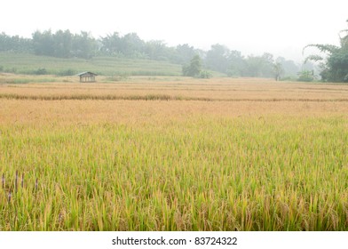 3,731 Rice field line art Stock Photos, Images & Photography | Shutterstock