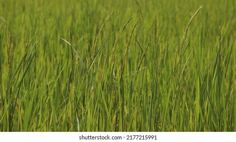 Rice Fields Alamcode Kerala Stock Photo 2177215991 | Shutterstock
