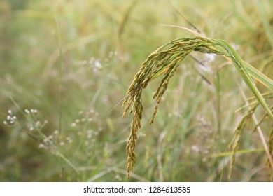 27,718 Rice grains stems Images, Stock Photos & Vectors | Shutterstock