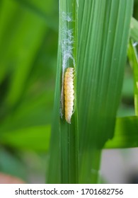 Rice Leaf Folder Larvae One Day Stock Photo 1701682756 | Shutterstock