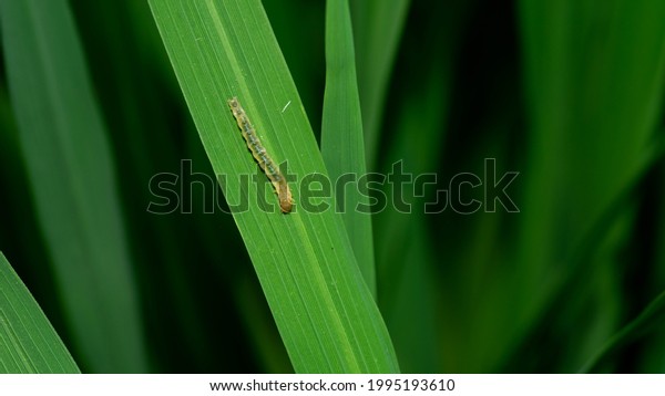 1,657 Rice Worm Images, Stock Photos & Vectors | Shutterstock