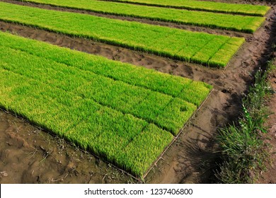 105 imágenes de Rice nursery bed - Imágenes, fotos y vectores de stock ...