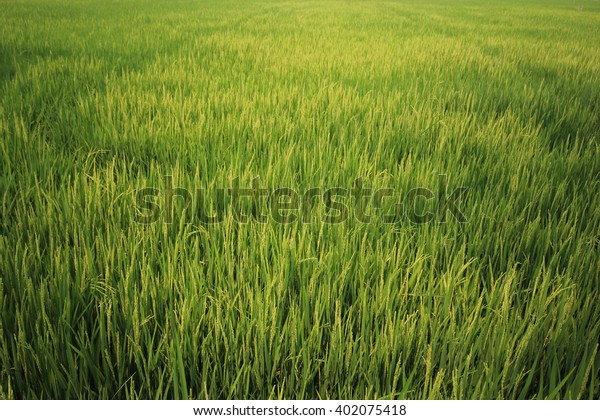 Rice Textures Stock Photo 402075418 | Shutterstock