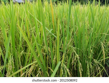 Rice Trees Rice Fields That Ready Stock Photo 2012508092 | Shutterstock