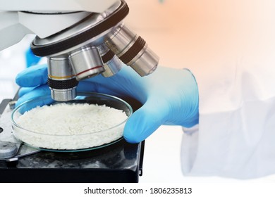 Rice Under Microscope Scientists Testing Rice Stock Photo 1806235813 ...