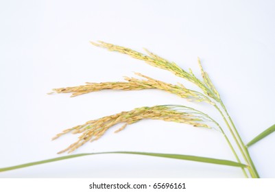 Rice White Background Stock Photo 65696161 | Shutterstock