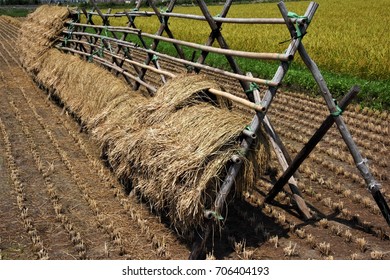 319 imagens de Rice drying rack Imagens, fotos stock e vetores ...