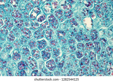 Endosperm Images, Stock Photos & Vectors | Shutterstock