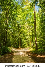 7,548 Crossroads forest Images, Stock Photos & Vectors | Shutterstock