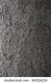 Rind Tree Stock Photo 343326224 | Shutterstock