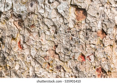 Rind Tree Stock Photo 535901410 | Shutterstock