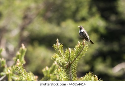 235 Ring ouzel Images, Stock Photos & Vectors | Shutterstock