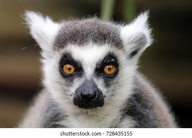 Arctic Fox Vulpes Lagopus Portrait Negative Stock Photo 1931670167 ...