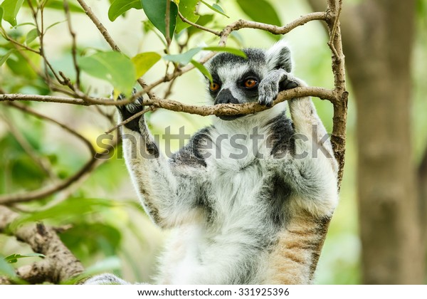 Ringtailed Lemur Sleeping Tree Stock Photo 331925396 | Shutterstock