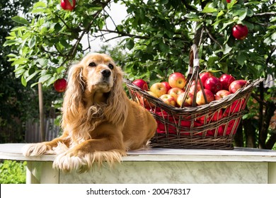 3,457 Dog eating an apple Images, Stock Photos & Vectors | Shutterstock