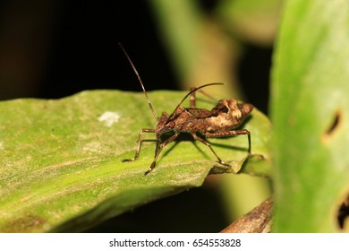 Riptortus Linearis Bean Bug Nature Stock Photo 654553828 | Shutterstock