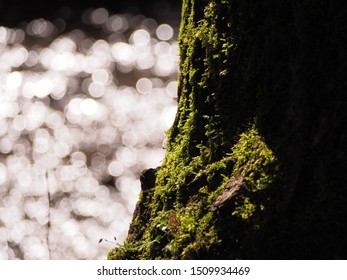 224 Stoic tree Images, Stock Photos & Vectors | Shutterstock