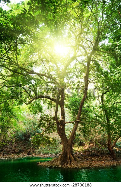 River Deep Forest Stock Photo 28700188 | Shutterstock