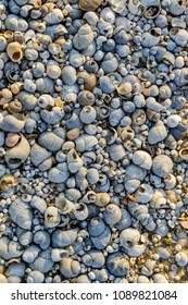 River Shell Texture Nature Background Stock Photo 1089821084 | Shutterstock