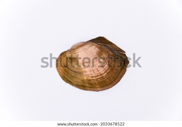 River Shells Isolated On White Background Stock Photo 2033678522 ...