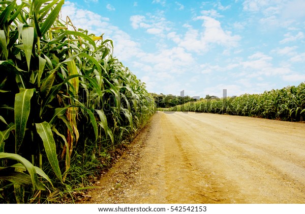 Road Corn Fields Use Background Stock Photo (Edit Now) 542542153