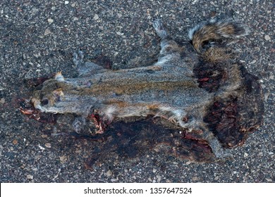 47,792 Road dead Images, Stock Photos & Vectors | Shutterstock
