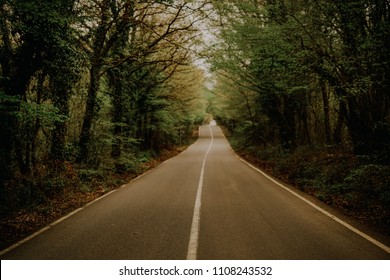 Road Lined Trees Stock Photo 1108243532 | Shutterstock