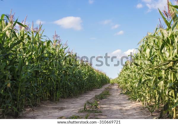 Road Through Corn Field Stock Photo (Edit Now) 310669721
