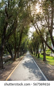 Road Tree Stock Photo 567369616 | Shutterstock