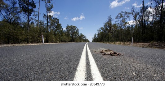8,618 Road kill Stock Photos, Images & Photography | Shutterstock