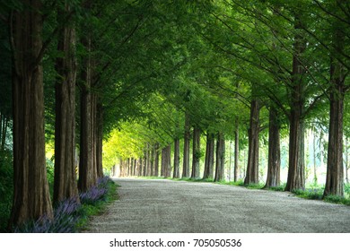 72,888 Roadside trees Images, Stock Photos & Vectors | Shutterstock