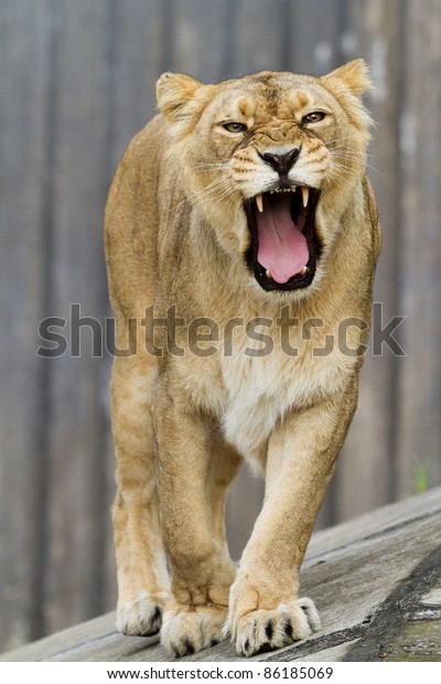 Roaring Lioness Stock Photo (Edit Now) 86185069
