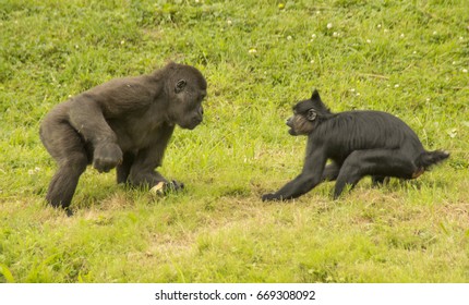 409 Monkey roar Stock Photos, Images & Photography | Shutterstock
