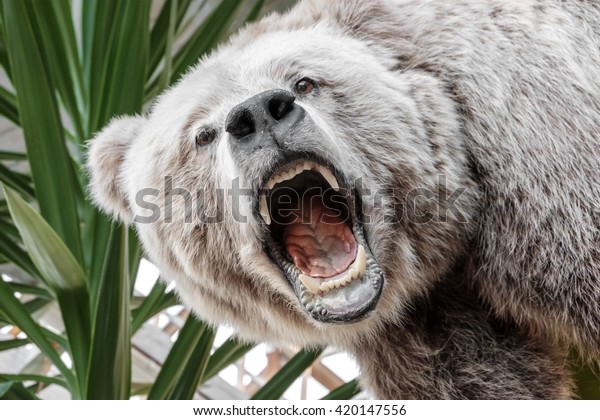 Roaring Stuffed Bear Head Huge Tusks Stock Photo 420147556 | Shutterstock