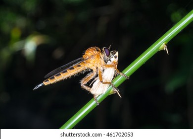 2,480 Robber fly eating insect Images, Stock Photos & Vectors ...