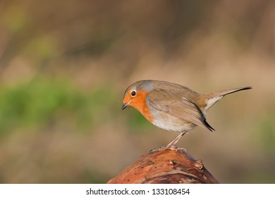 Robin Stock Photo 129890996 | Shutterstock