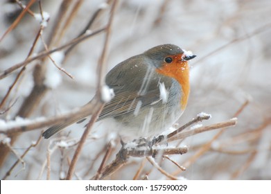 839 Winter scene robin Images, Stock Photos & Vectors | Shutterstock