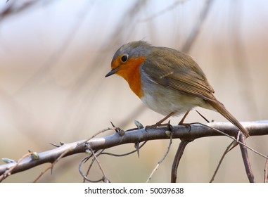 Robin Stock Photo 50039638 | Shutterstock