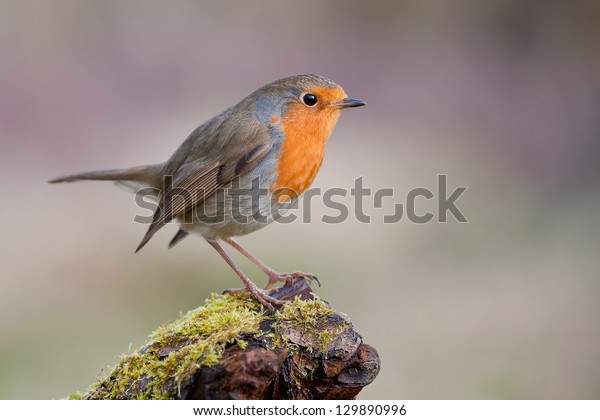 Robin Stock Photo 129890996 | Shutterstock