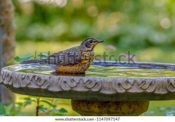 Robin Bathing Bird Bath Stock Photo (Edit Now) 1147097147