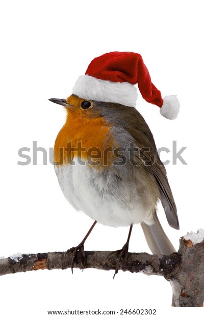 5,345 Christmas Robin Stock Photos, Images & Photography | Shutterstock