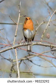 Robin Singing Tree Stock Photo 98323292 | Shutterstock