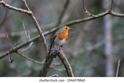 Robin Tree Stock Photo 1046978860 | Shutterstock