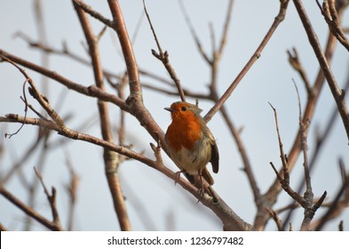 Robin Tree Stock Photo 1236797482 | Shutterstock