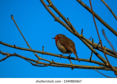 Robin Trees Stock Photo 1349885867 | Shutterstock