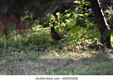 Robin Under Tree Stock Photo 665041006 | Shutterstock