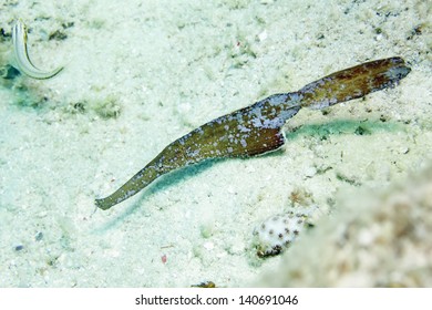 Robust Ghost Pipefish Stock Photo 140691046 | Shutterstock