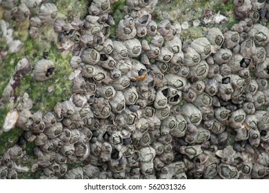 373 Barnacle Fossils Images, Stock Photos & Vectors | Shutterstock