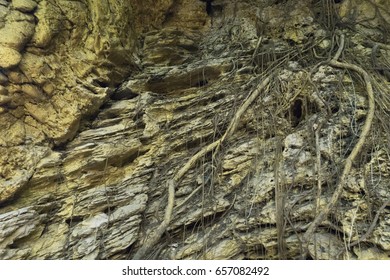 Rock Texture Tree Root Stock Photo 657082492 | Shutterstock